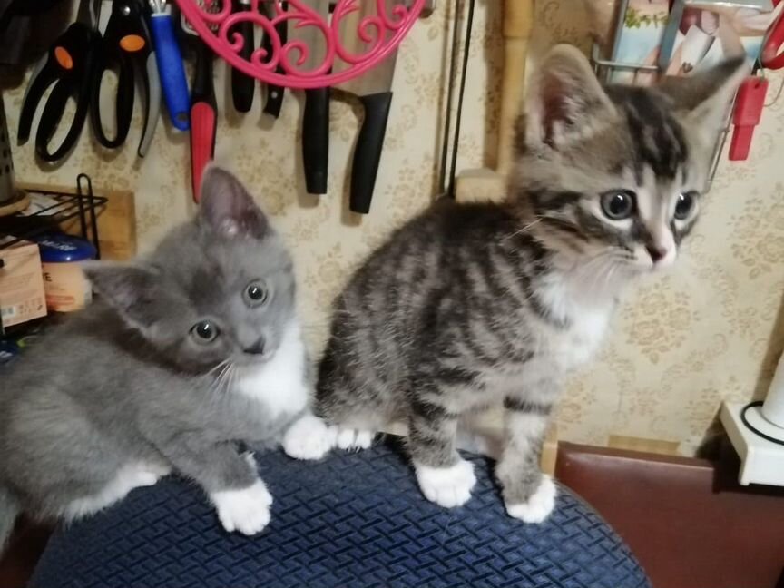 Котята девочки в добрые руки