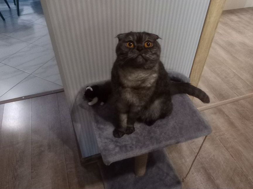 Отдам бесплатно кошку стерилизованную