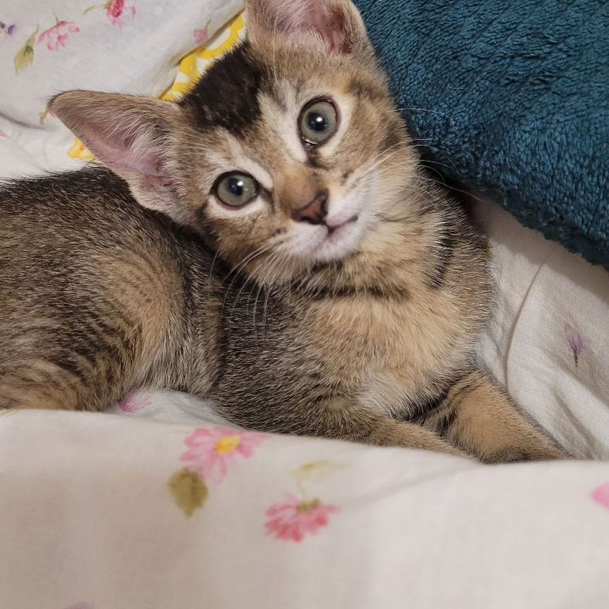 Абиссинская кошечка
