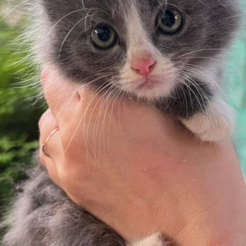 Котята от умной породистый кошки