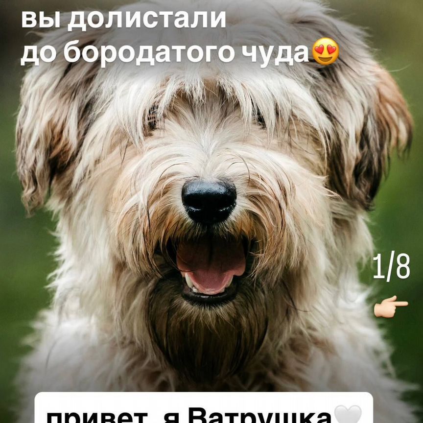 Взрослая собака в добрые руки