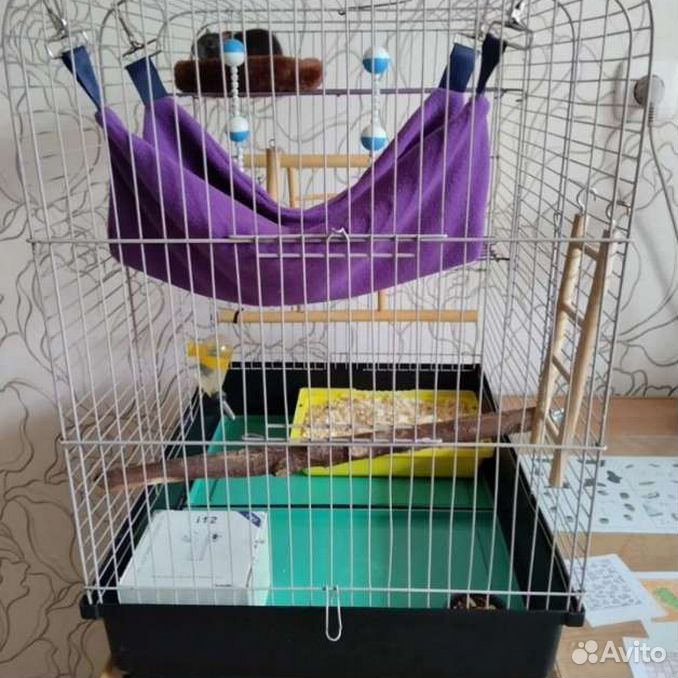 Отдам бесплатно крысу с большой клеткой