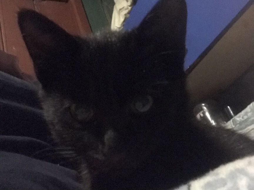 Котенок кошечка в добрые руки