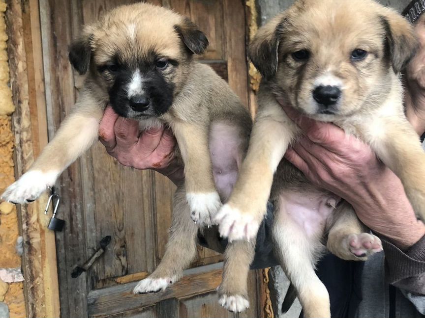 Щенки сао алабай