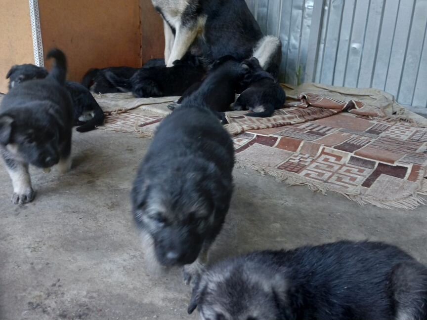 Восточноевропейская овчарка