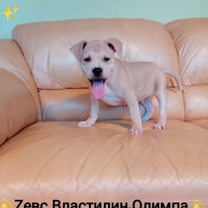 Идеальный щенок Ам.Стафф.терьер