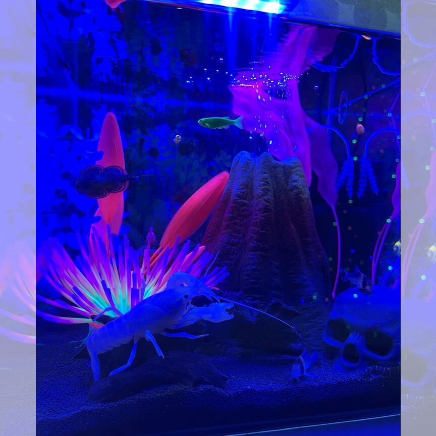 Рак флоридский белый