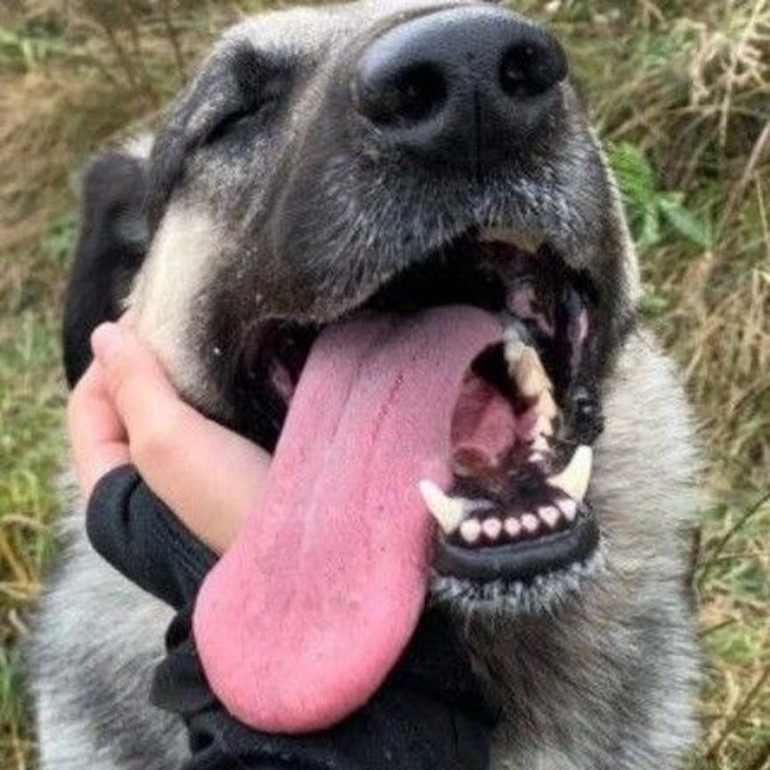 Милашка Чоппа в самые лучшие и любящие руки