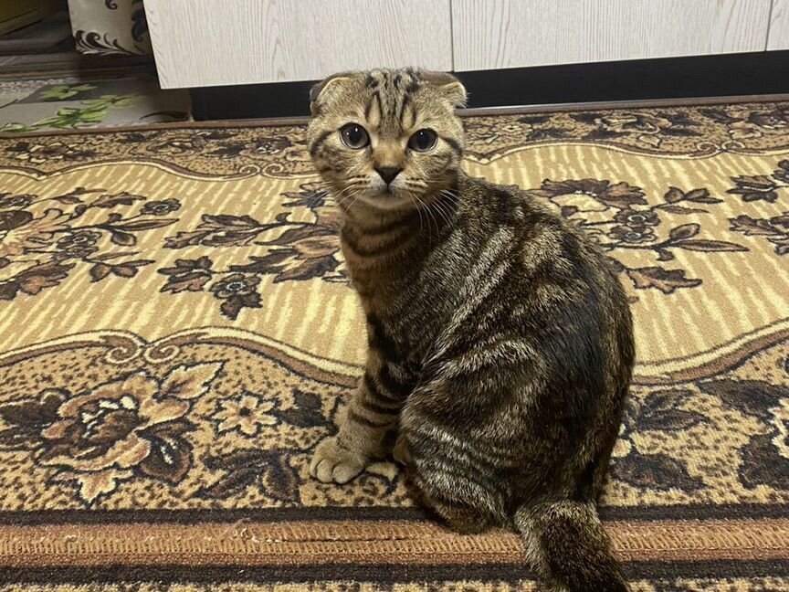Шотланский вислоухий котенок