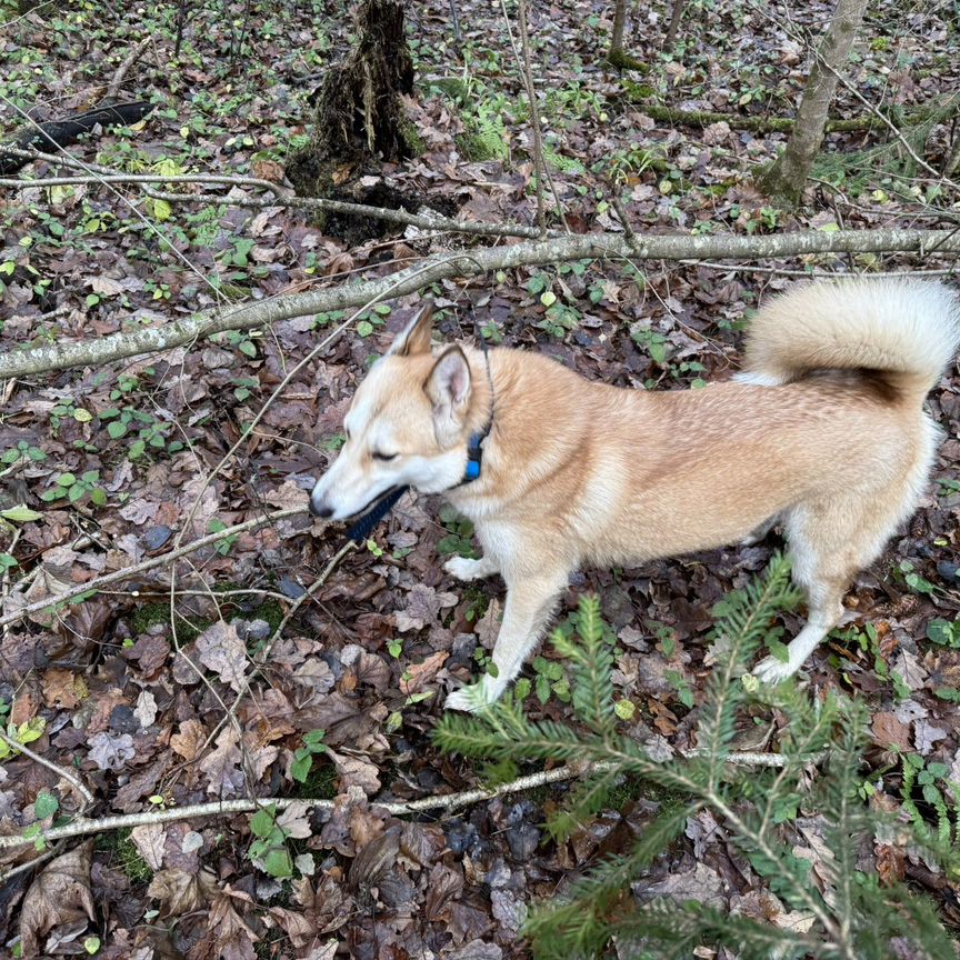 Продаю западномибирскпя лайка