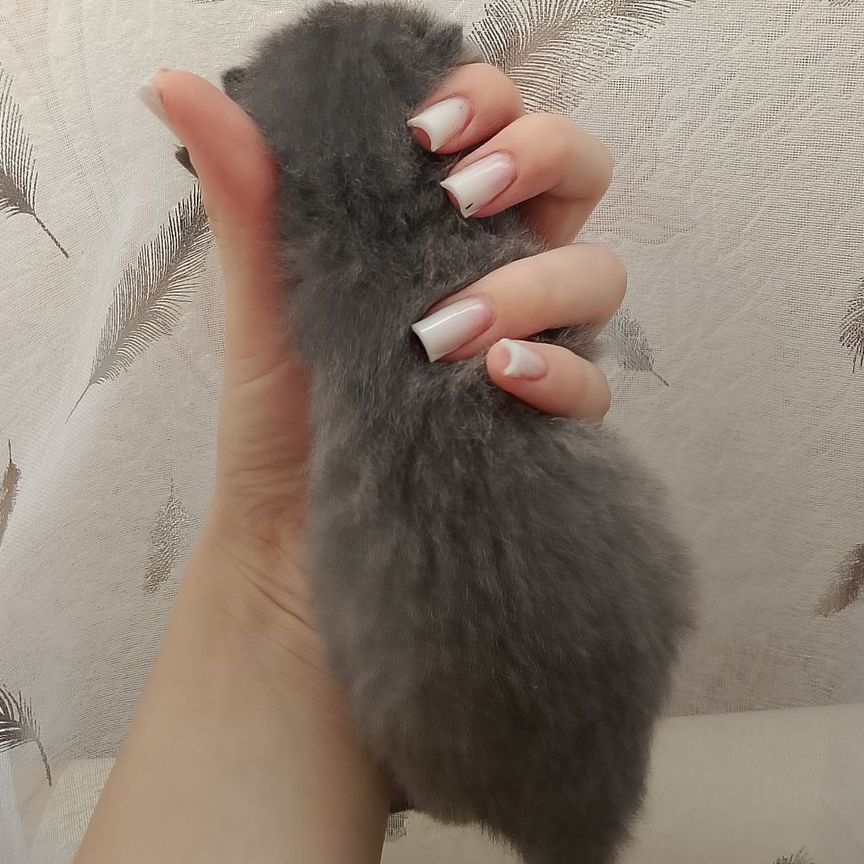 Британский длинношёрстный котёнок