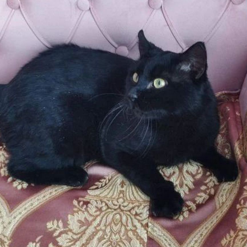 Взрослый кот в добрые руки