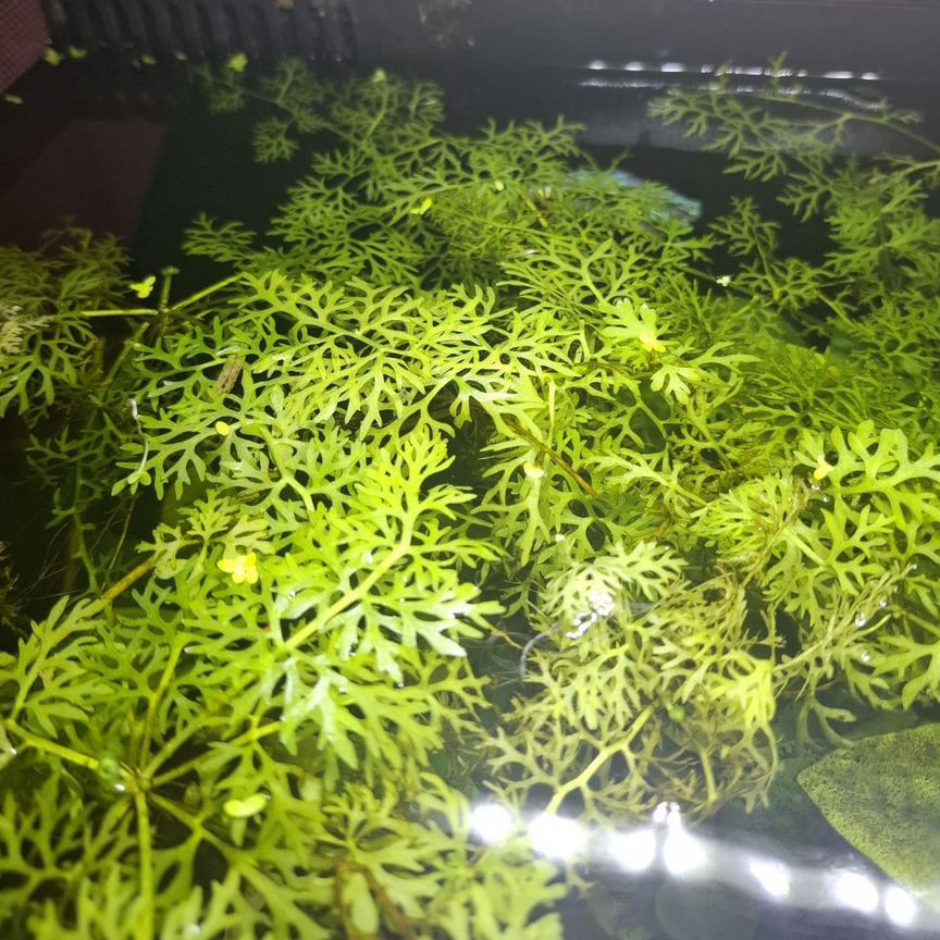 Аквариумная прополка индийский папоротник