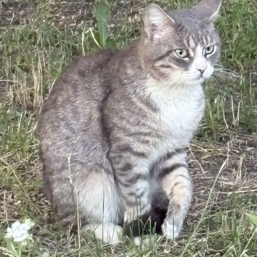 Взрослый кот в добрые руки