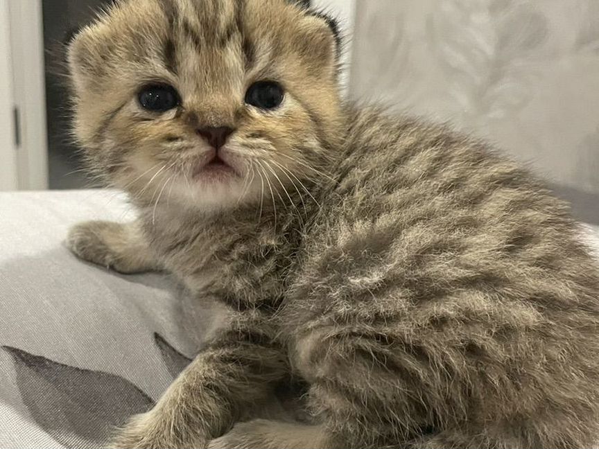 Бронь на шотландских котят