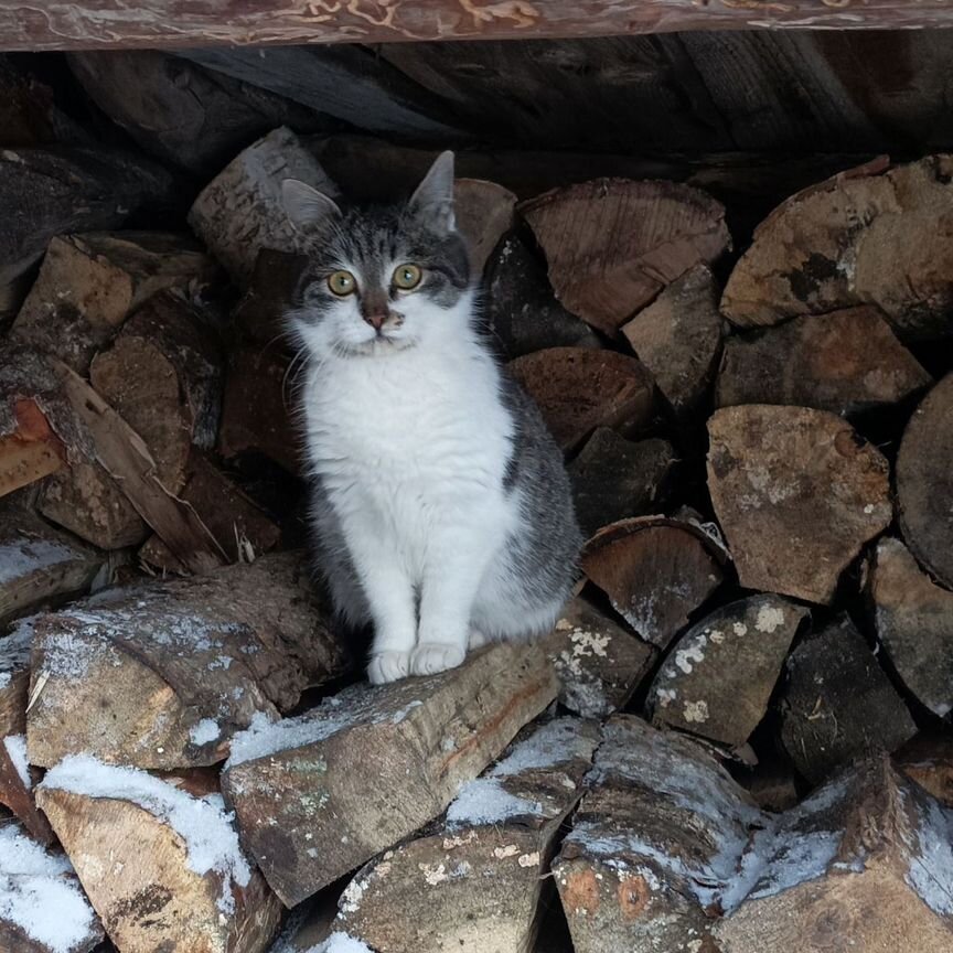 Милый котик 4 месяца ищет добрых людей