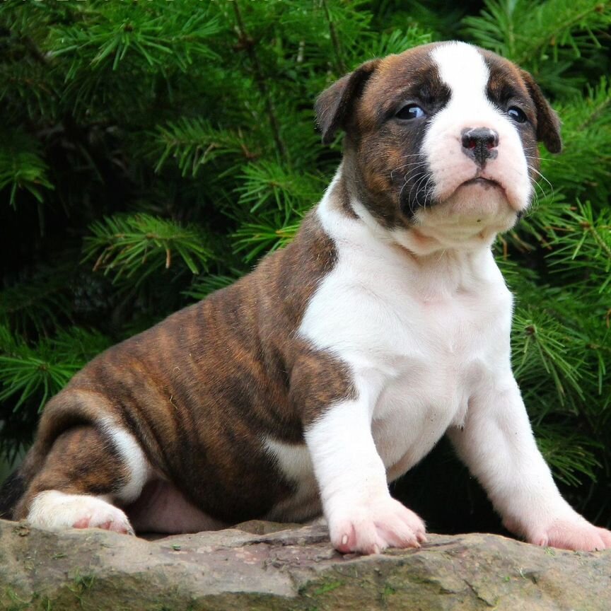 Великолепная девочка Ам. Стафф терьера