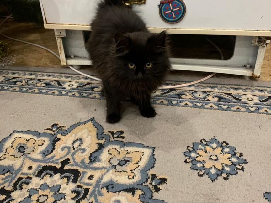 Суперский котенок