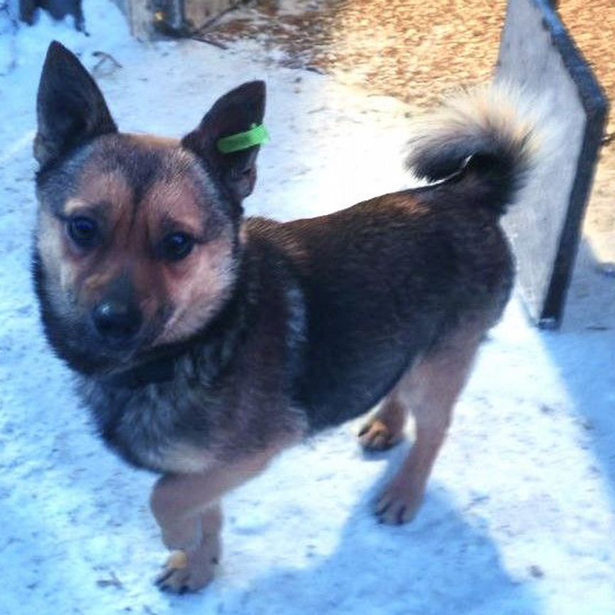 Йоркширский терьер, взрослая собака