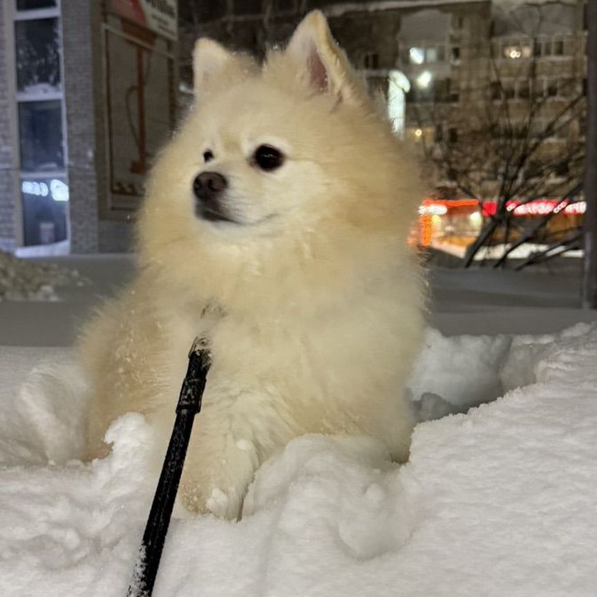 Померанский шпиц, взрослый пёс