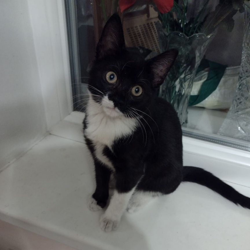 Девочка котенок ищет дом