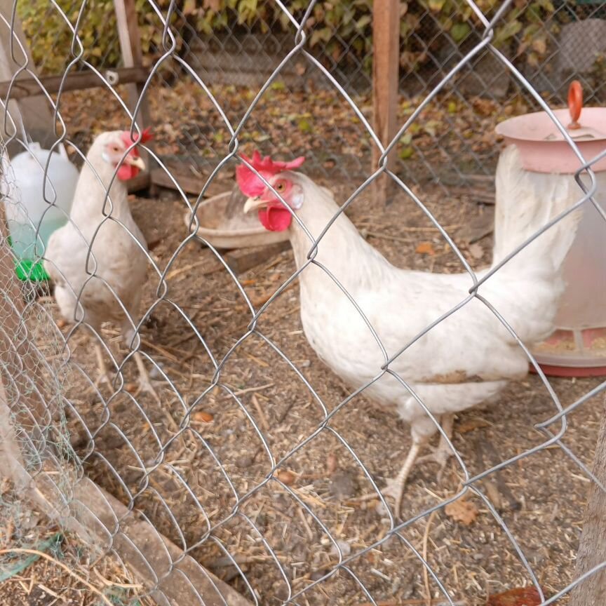 Куры несушки Леггорн