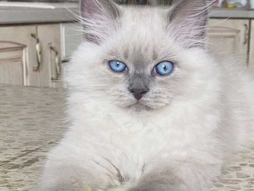 Невский маскарадный мальчик