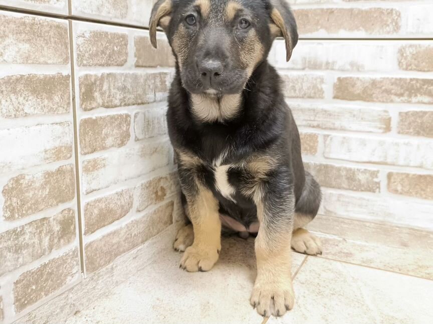 Щенок в добрые руки, 2,5 мес