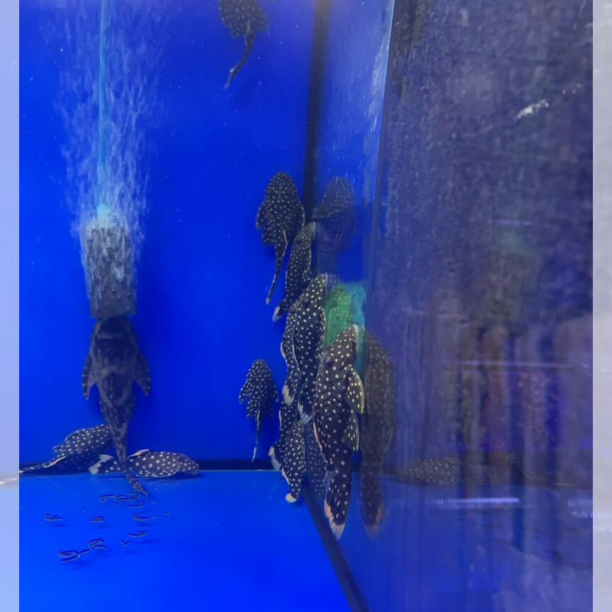 Барианциструс Л177