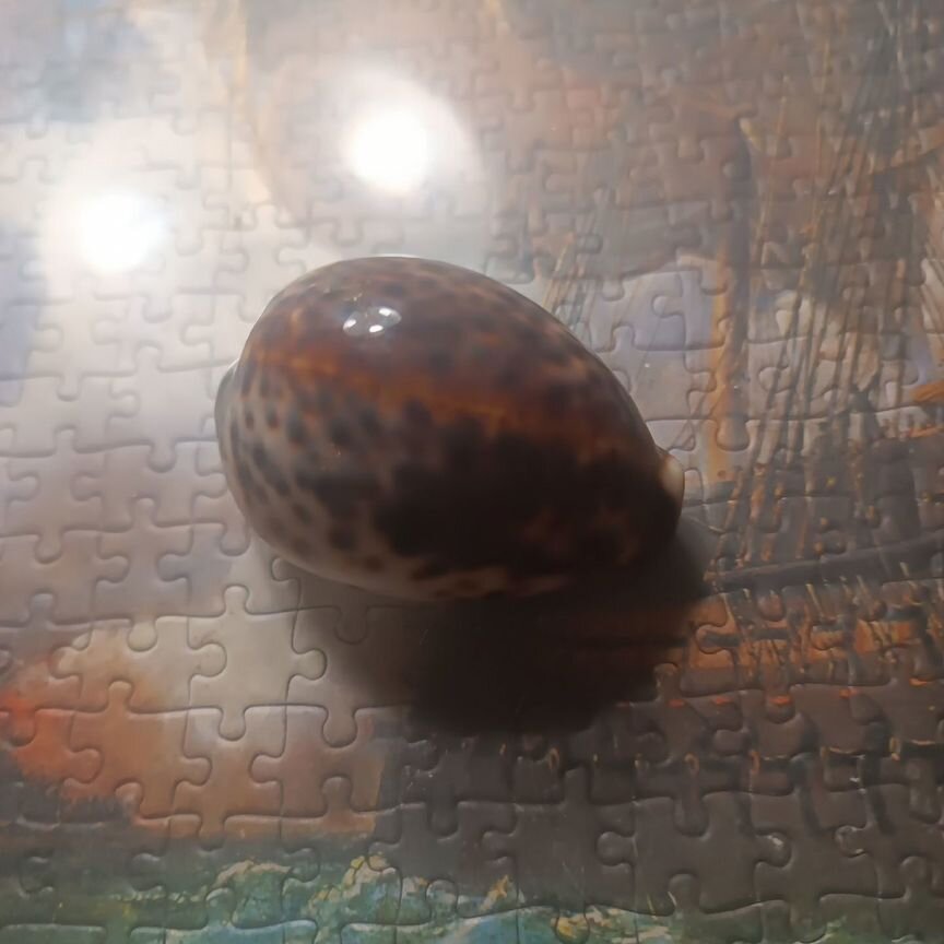 Тигровая ципрея ракушка