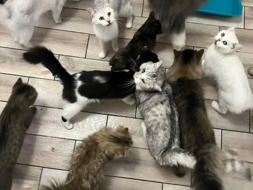 Британские и сибирские коты и кошки в добрые руки