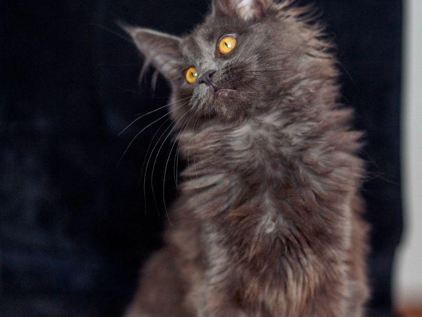 Котенок мейн-кун редкого окраса