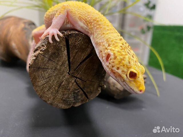 Зублефар геккон