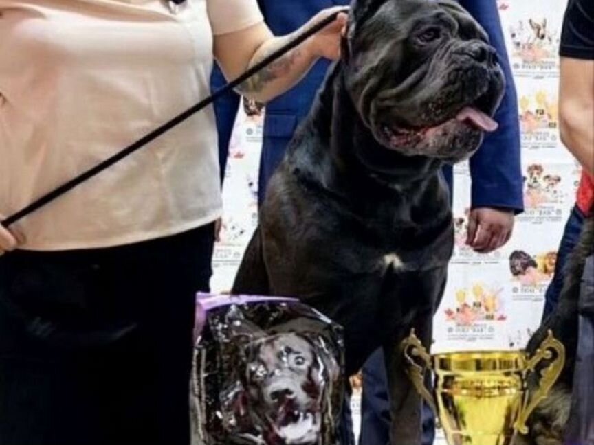 Щенки кане корсо