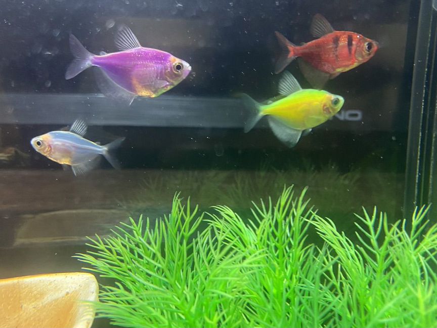 Акариум с рыбками и улиткой,полный комплект