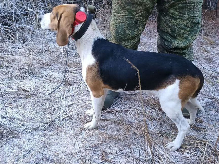 Эстонский гончий