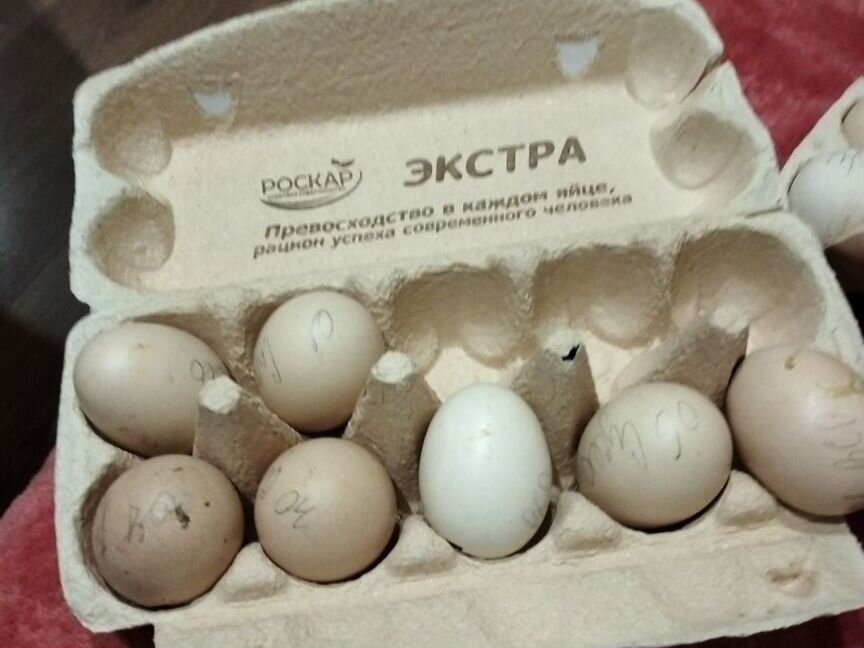 Инкубационное яйцо породистых кур