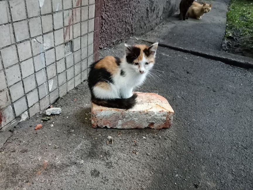 Ищет дом малютка кошечка