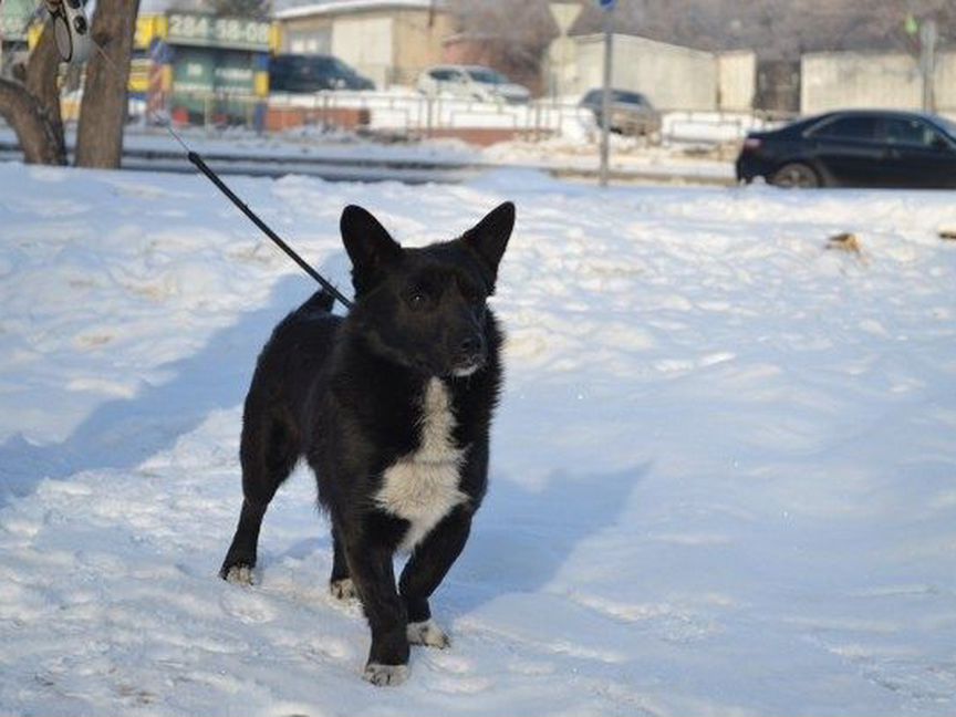 Маленькие собаки ищут дом