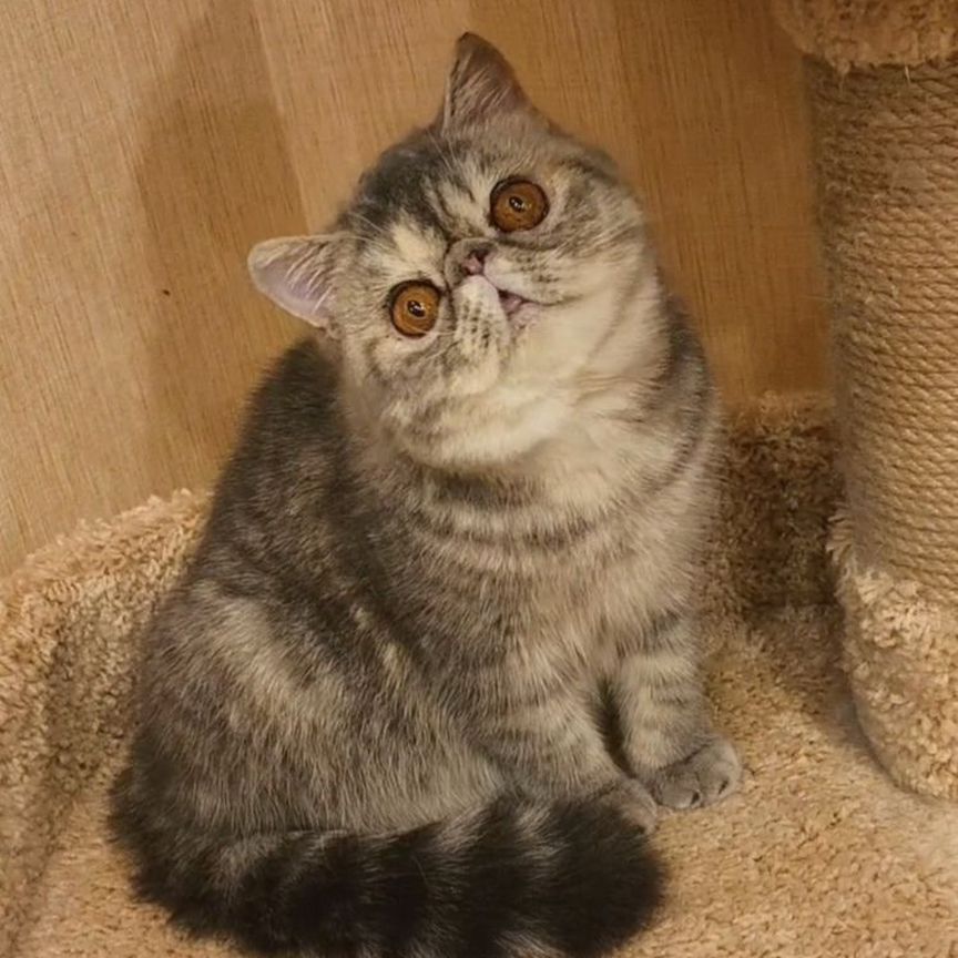 Экзотическая кошка