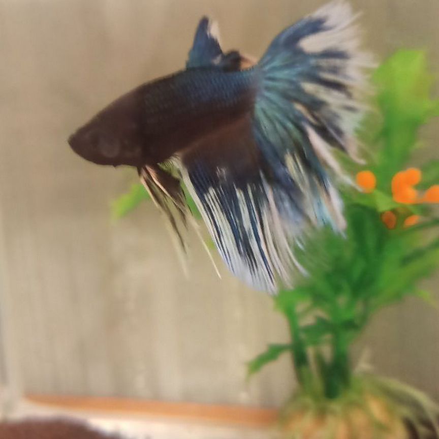 Рыба петушок самец