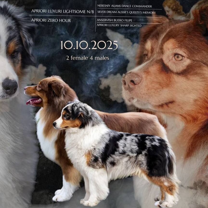 Австралийская овчарка, щенок