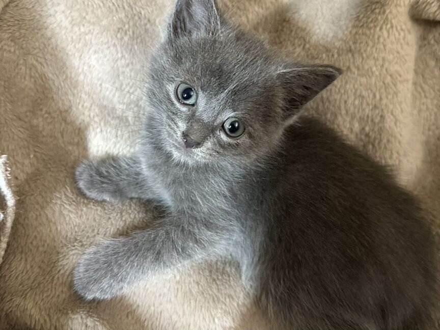 Котята очень нуждаются в доме