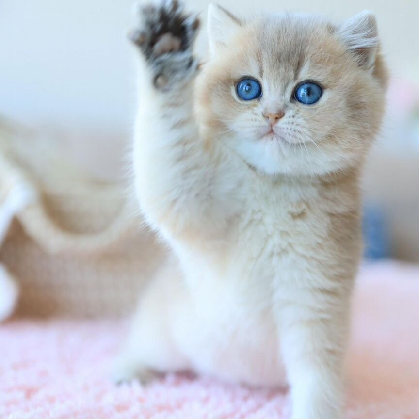 Британский короткошёрстный котёнок