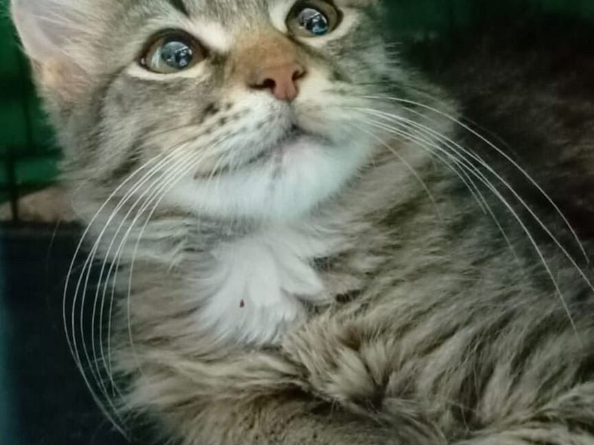 Котенок Кузьма ищет дом