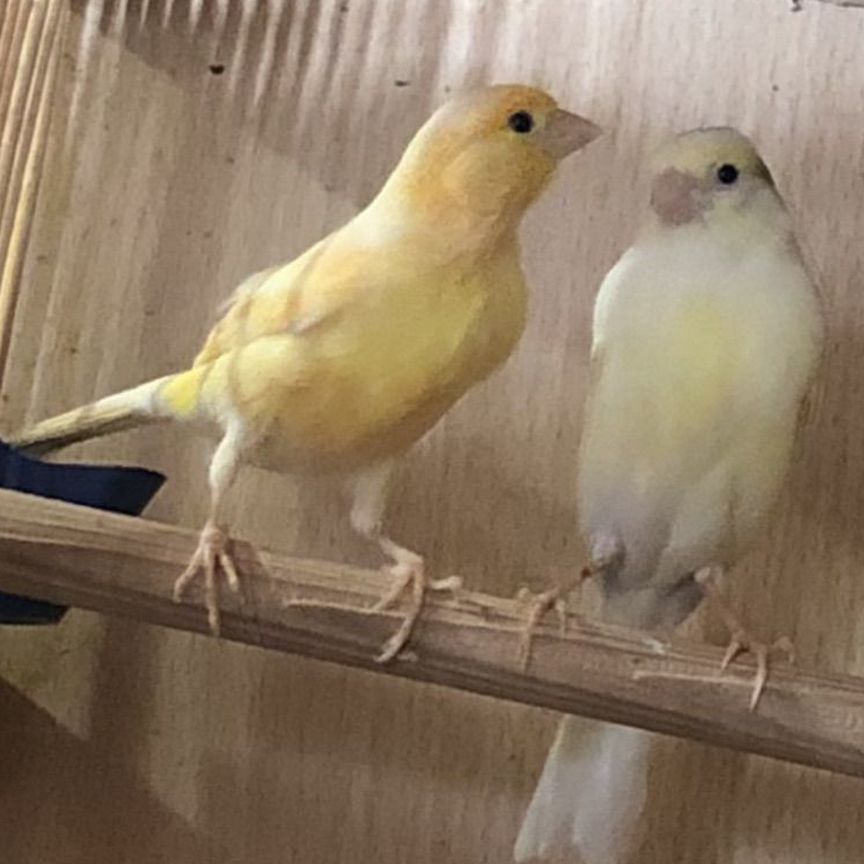Канарейки девочки