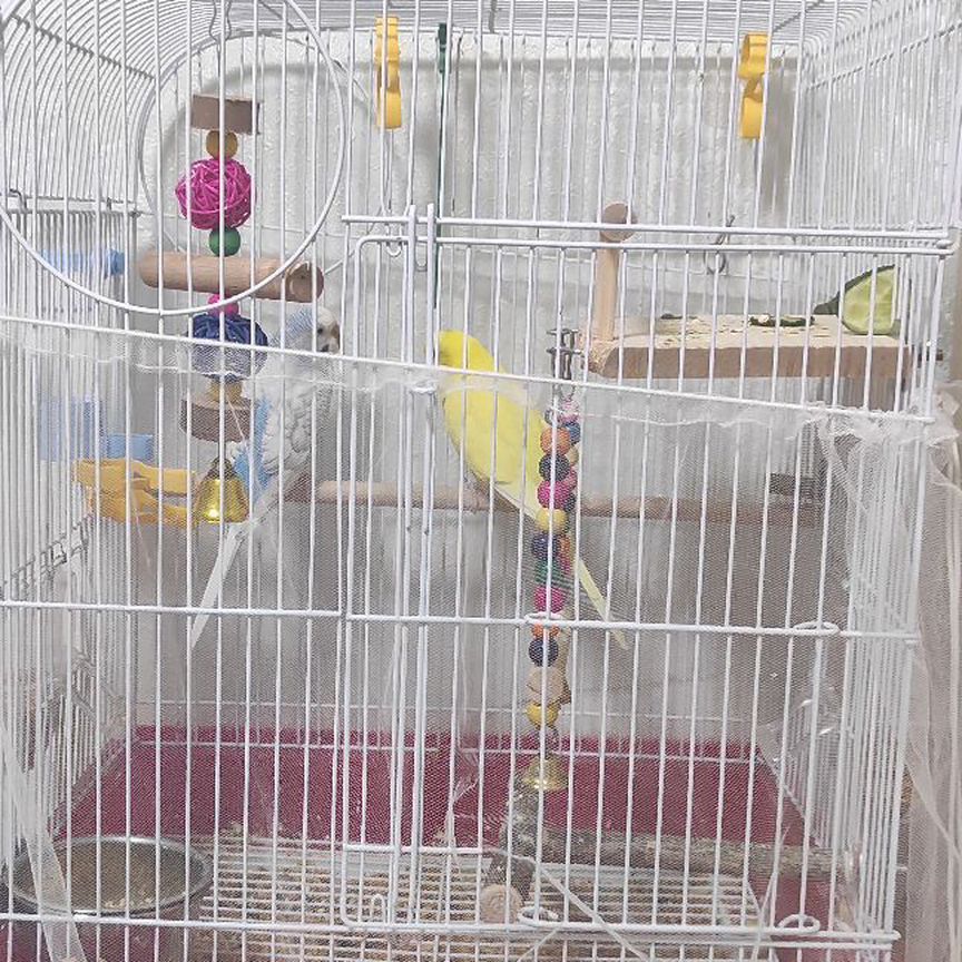 Попугаи 2 шт + клетка