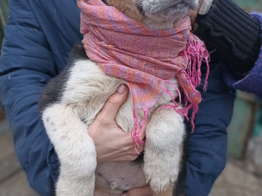 Мальчик три месяца метис