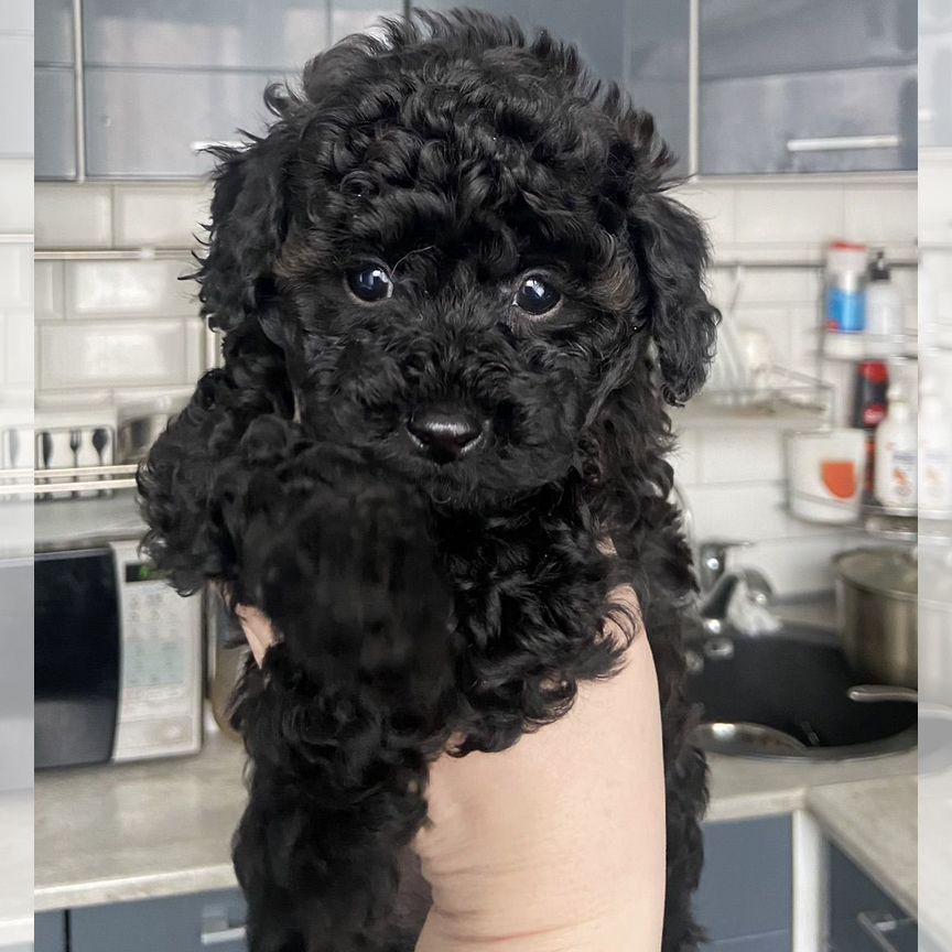 Той-пудель, щенок