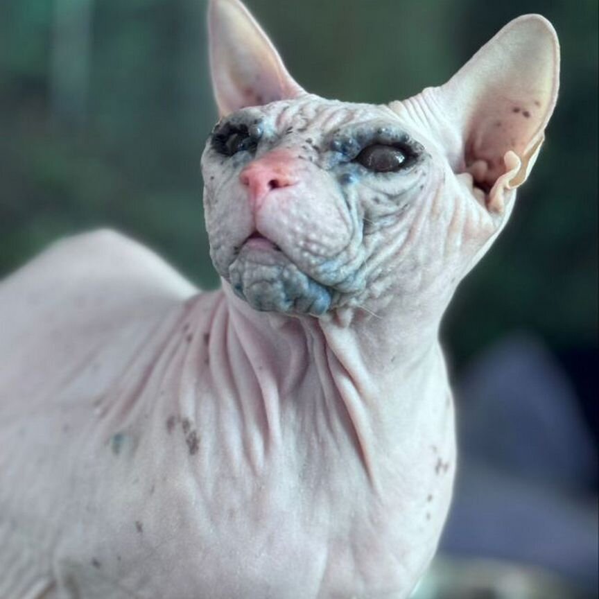 Старый кот стал не нужен